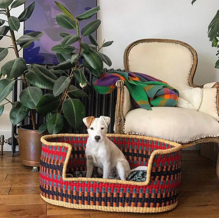 16 WOVEN PET BASKETS YOUR CATS AND DOGS WILL LOVE FOREVER – The Basket Room